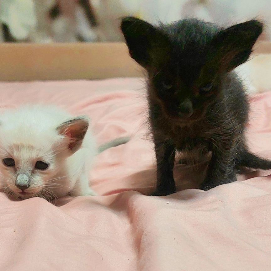 Яванез и балинез котики