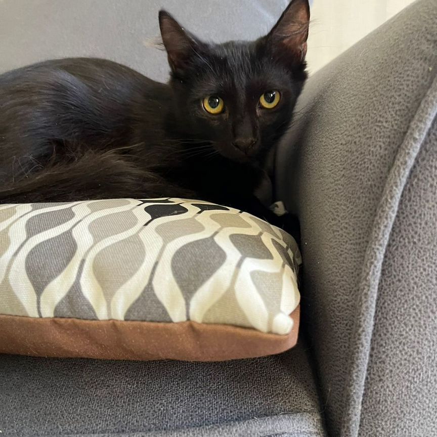 Котенок черный красавчик