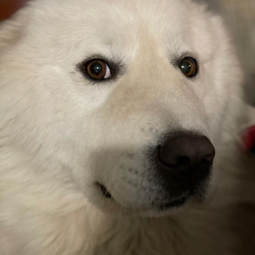 Белый мишка в добрые руки