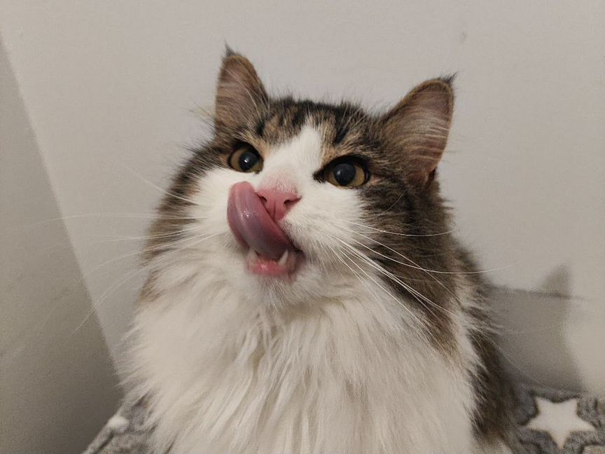 Красавица Милка ищет семью