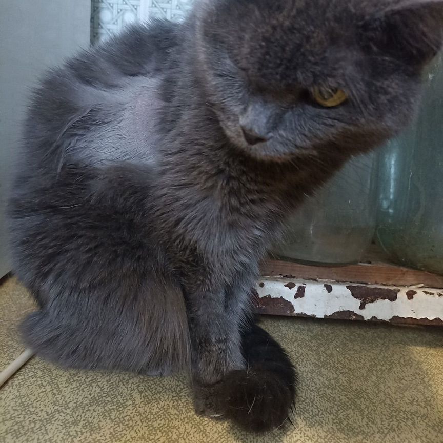 Взрослая, Девочка кошка в добрые руки