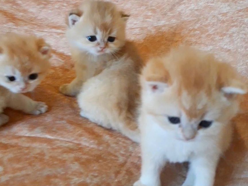 Котята золотая шиншилла