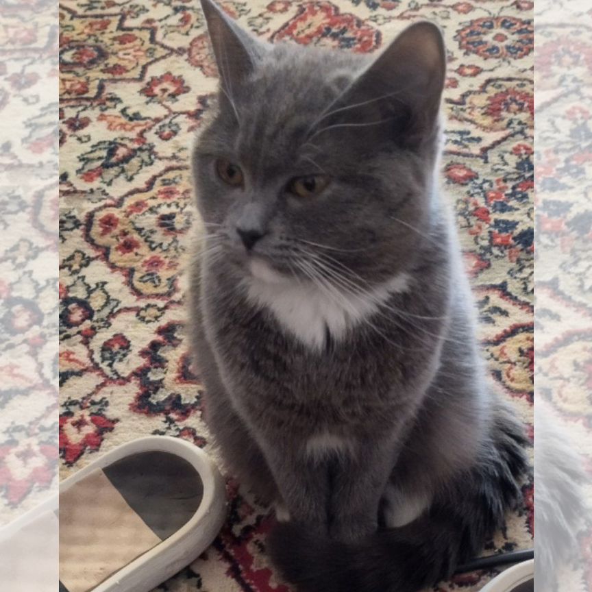 Британский короткошёрстный котёнок