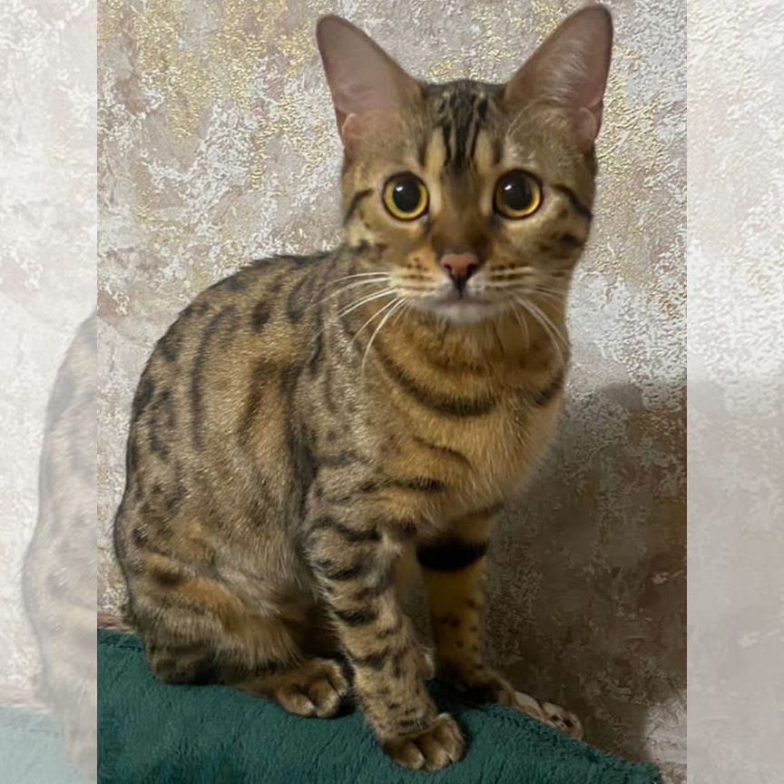 Бенгальская, взрослая кошка