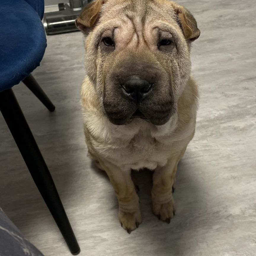 Шарпей, щенок