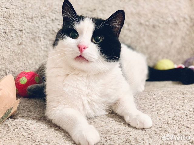 Кот домовенок Кузя