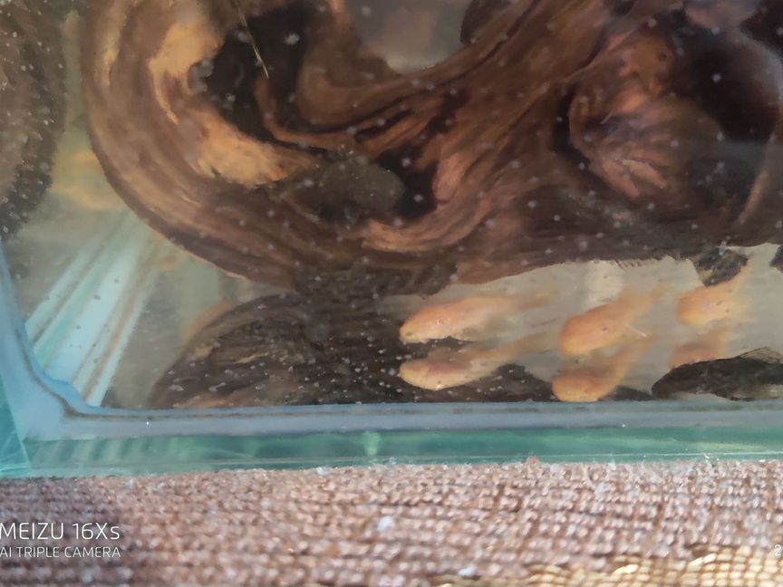 Аквариумные рыбки сомики