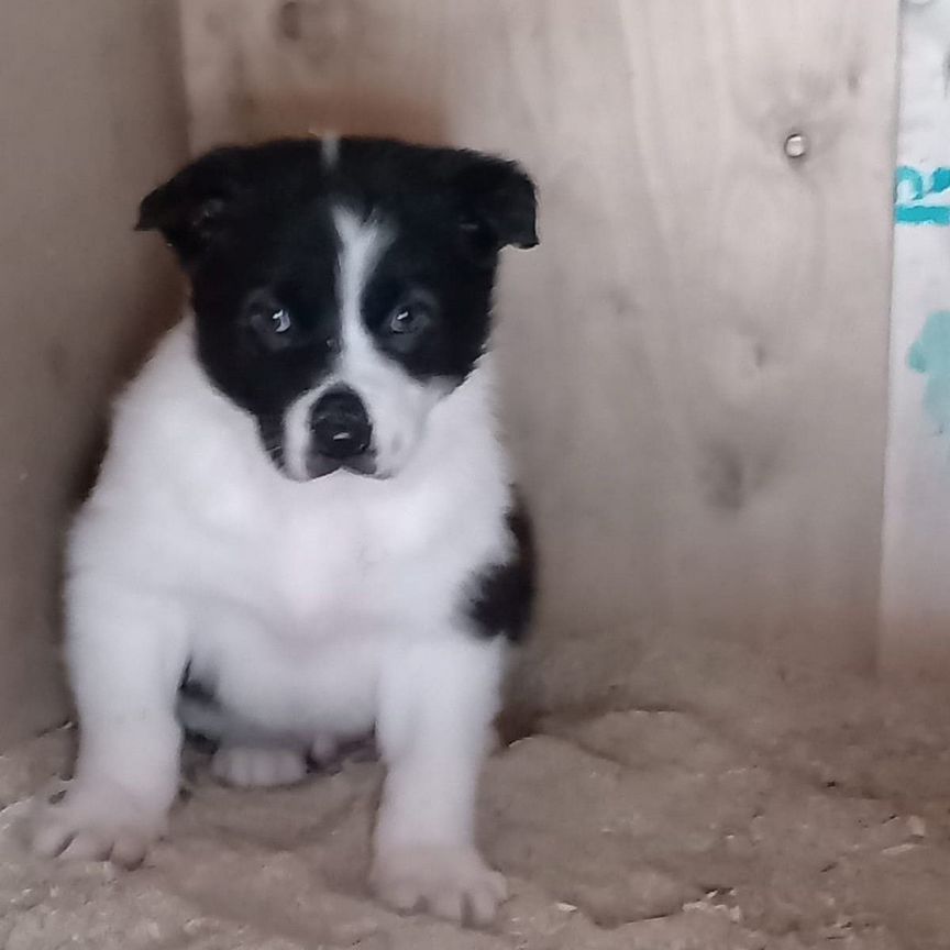 Щенки мальчики ищут дом