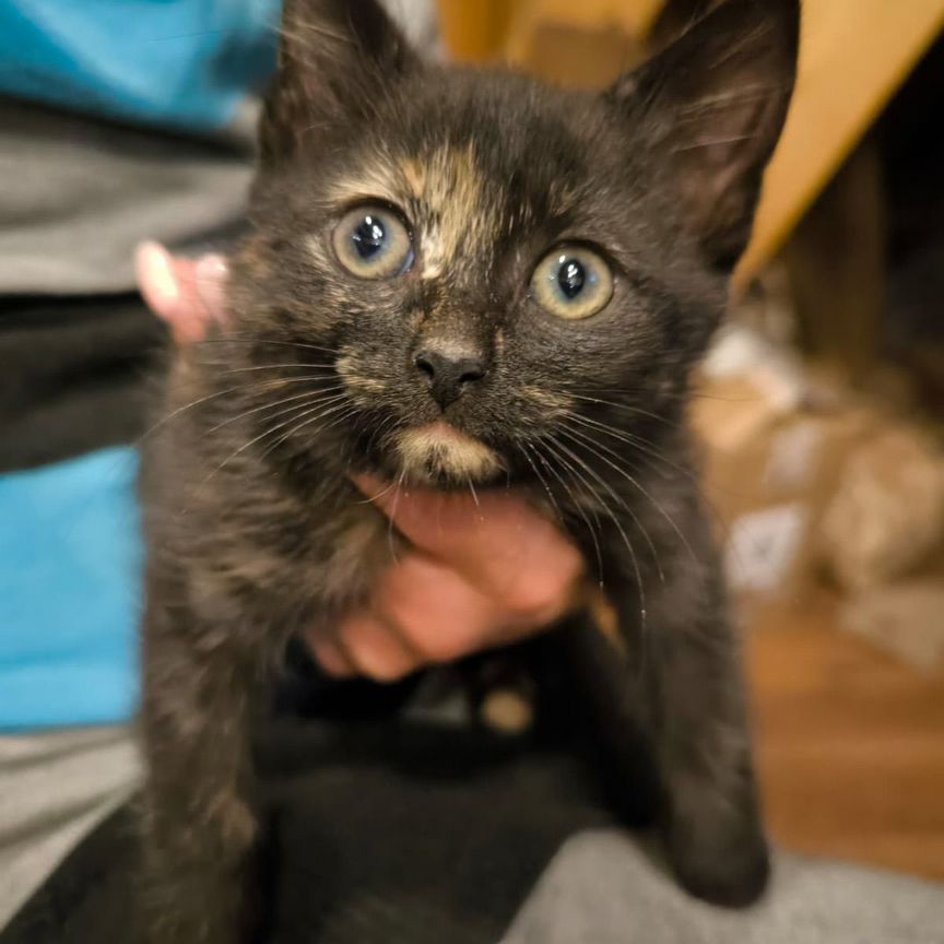 Черепаховая кошечка 2 месяца