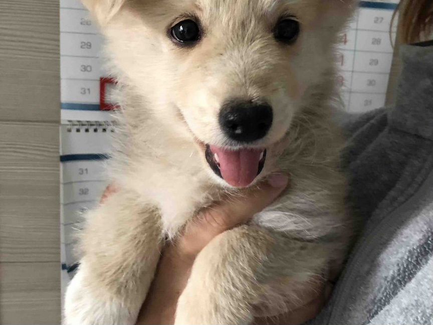 Щенок в добрые руки