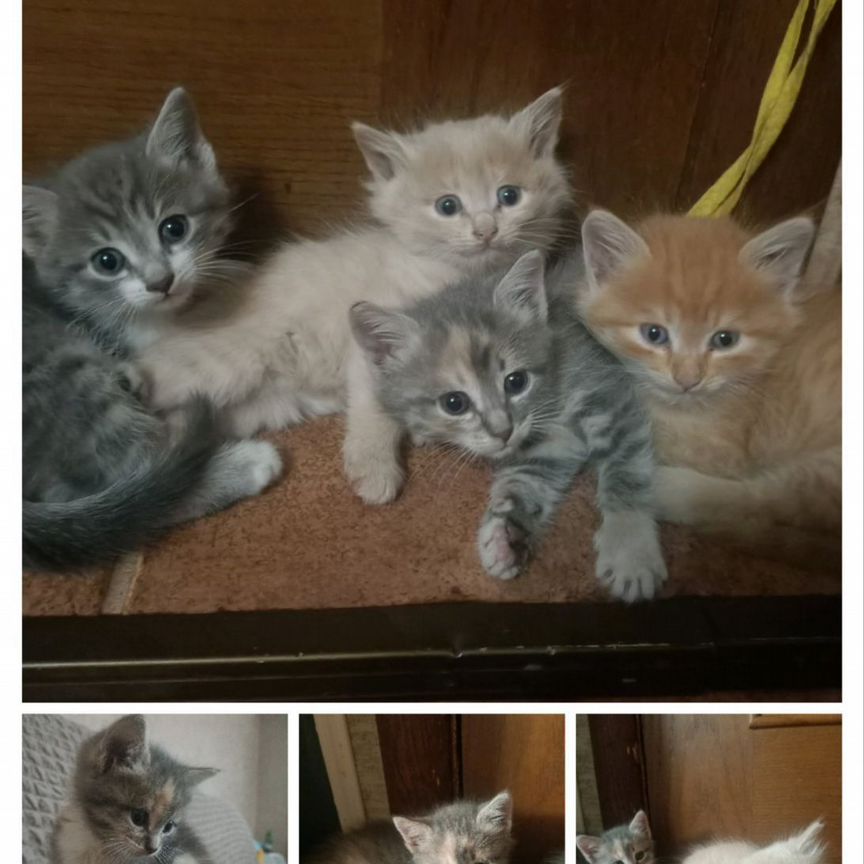 Милые добрые ласковые котята