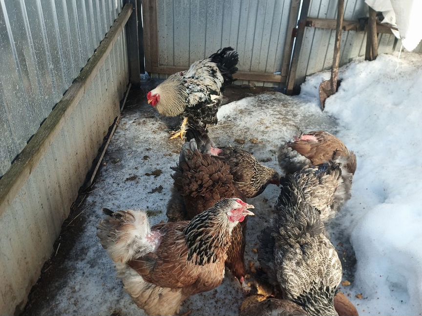 Куры несушки брама