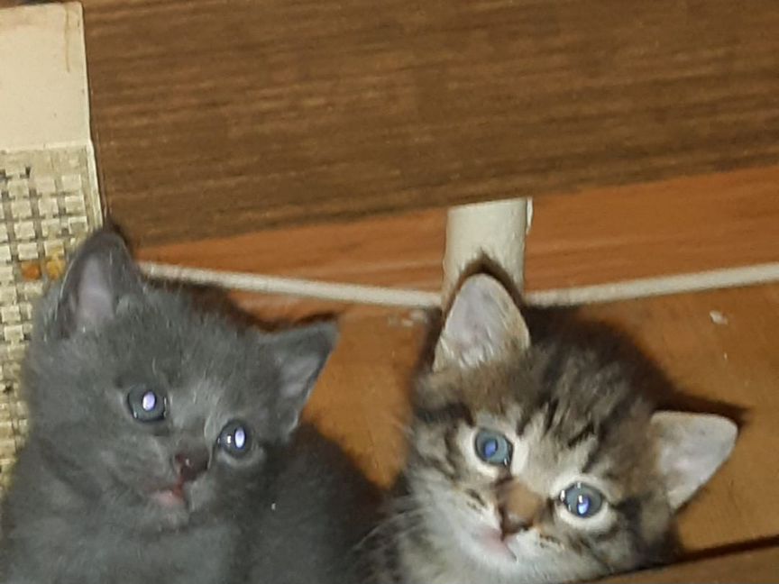 Котята в добрые руки