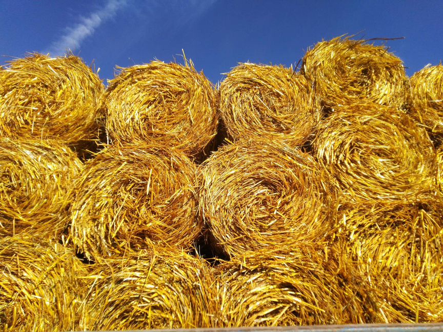 Солома овсяная