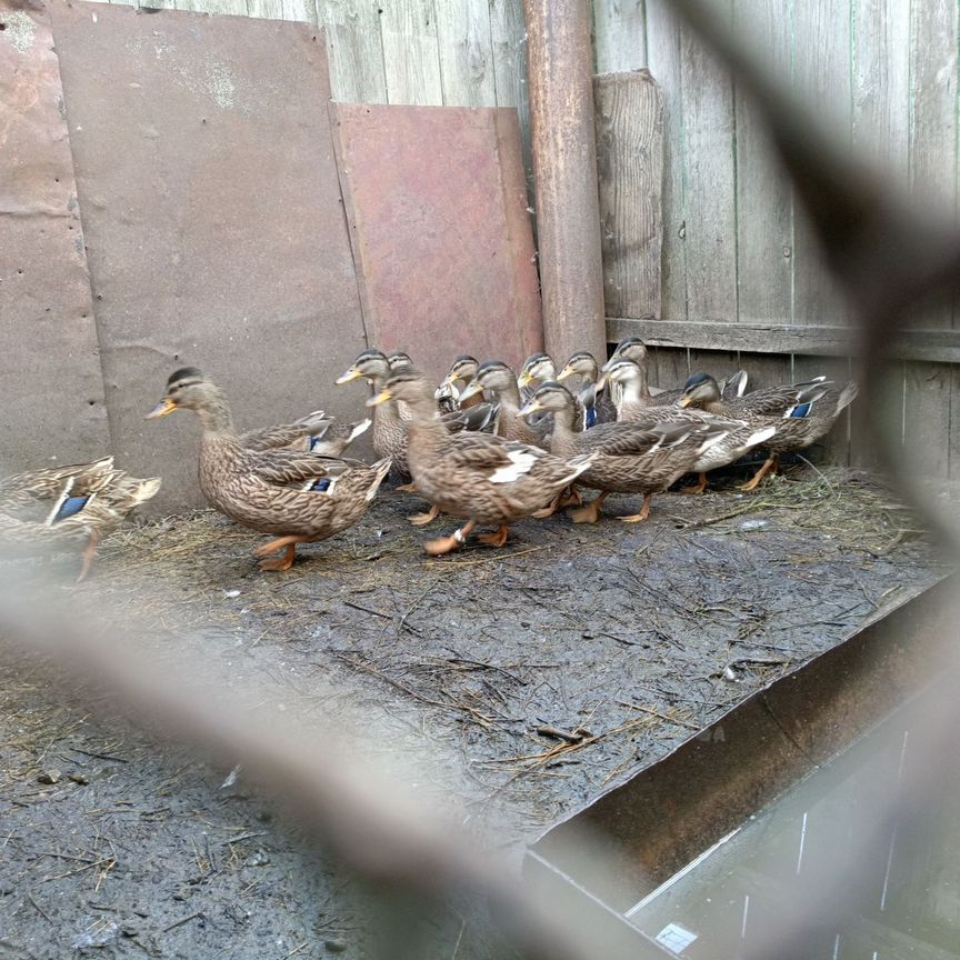 Подсадные утки кряква