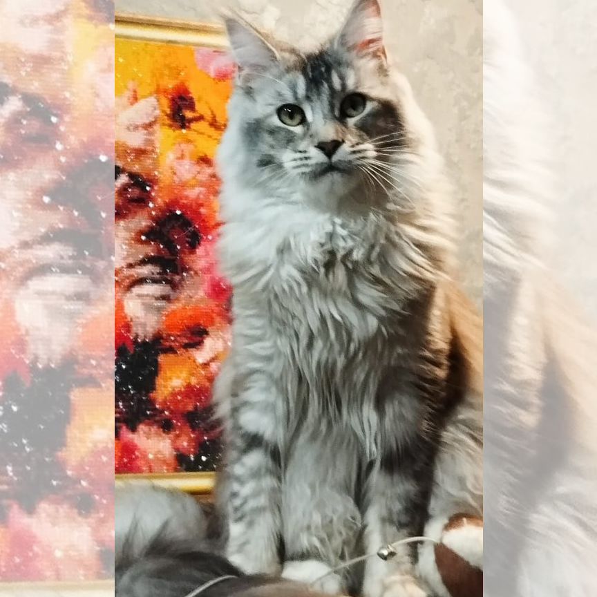 Мейн-кун котёнок