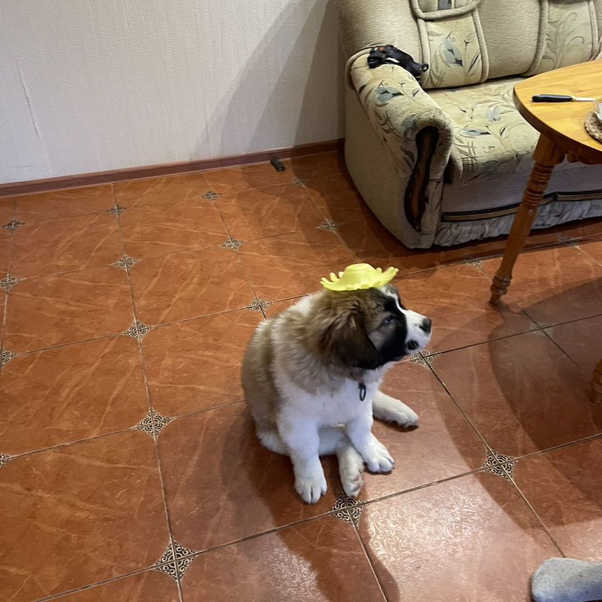 Кормушка для собаки