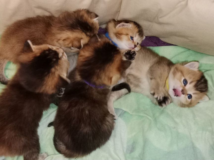 Котята золотые шиншилы