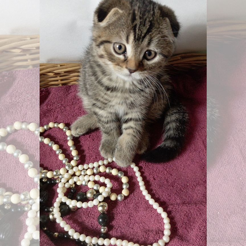 Шотландский вислоухий короткошёрстный котёнок
