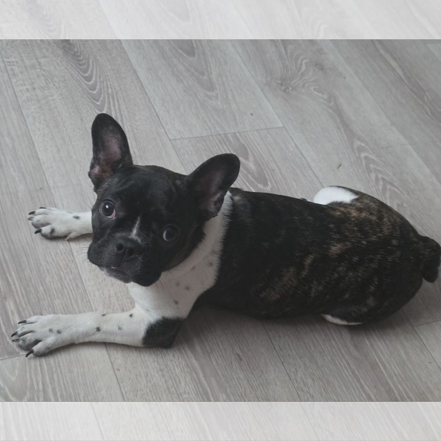 Французский бульдог, щенок