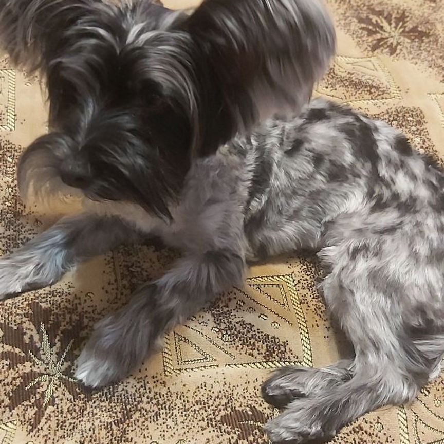 Йоркширский терьер