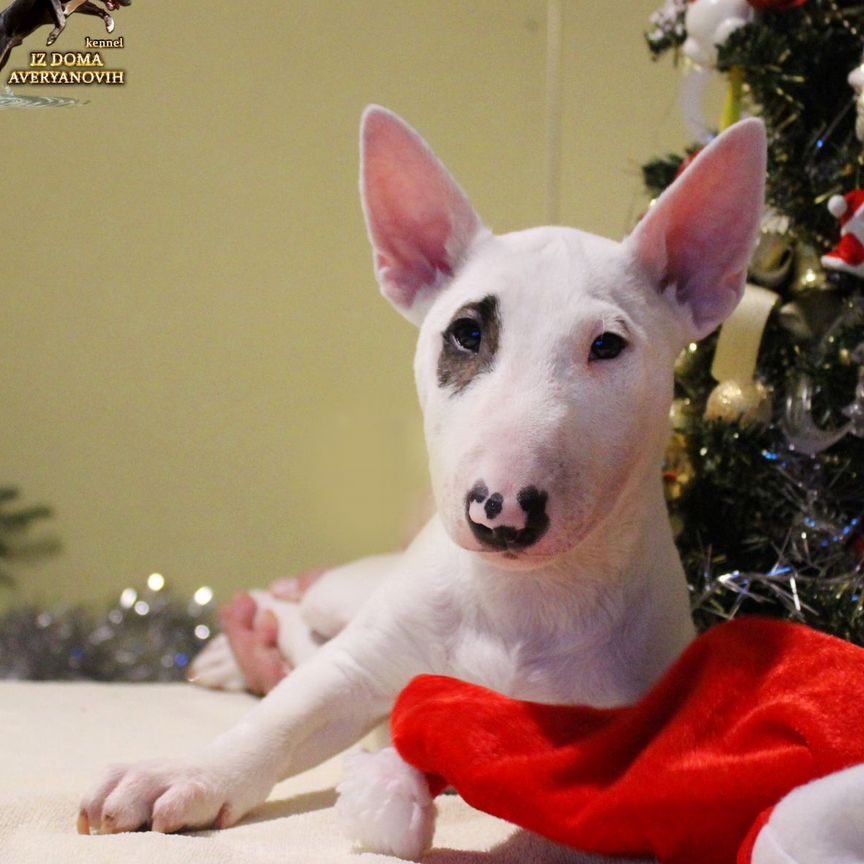 Мини-бультерьер, щенок