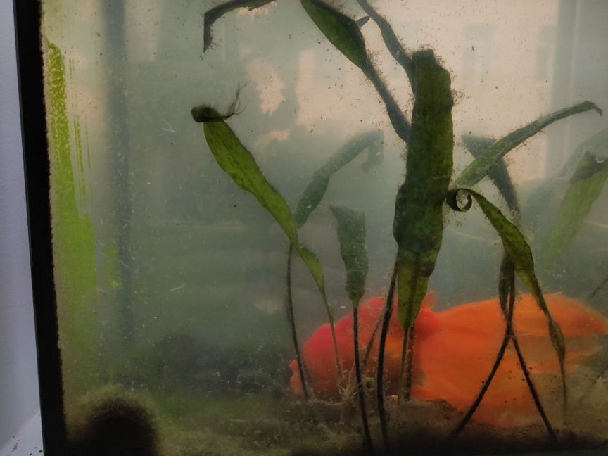 Золотая рыбка