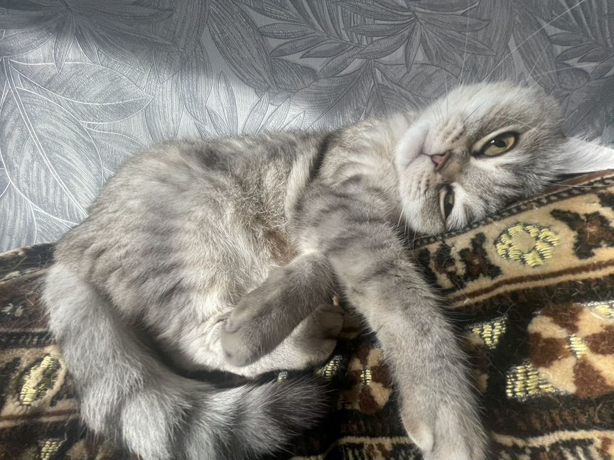 Продам кота звезду