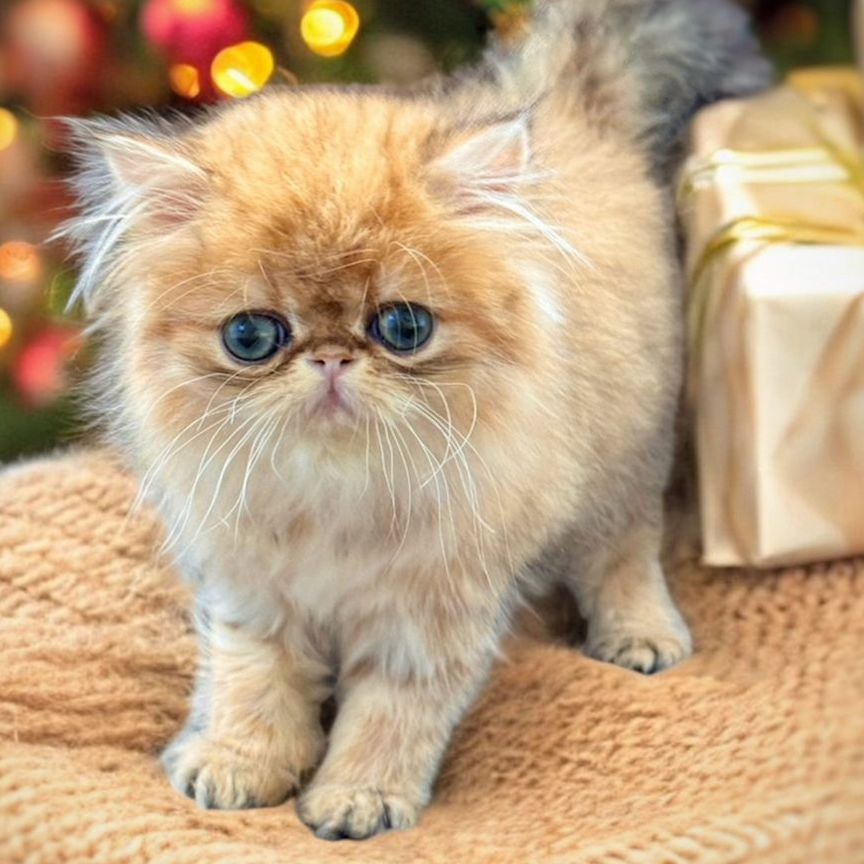Персидский котёнок