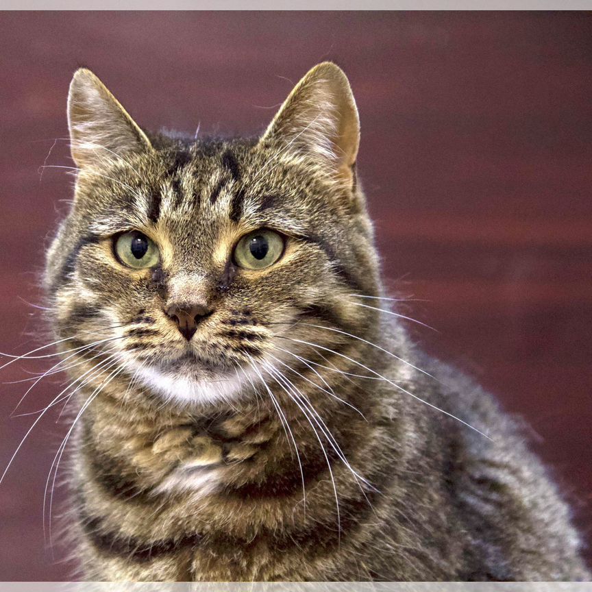 Взрослая кошка из приюта