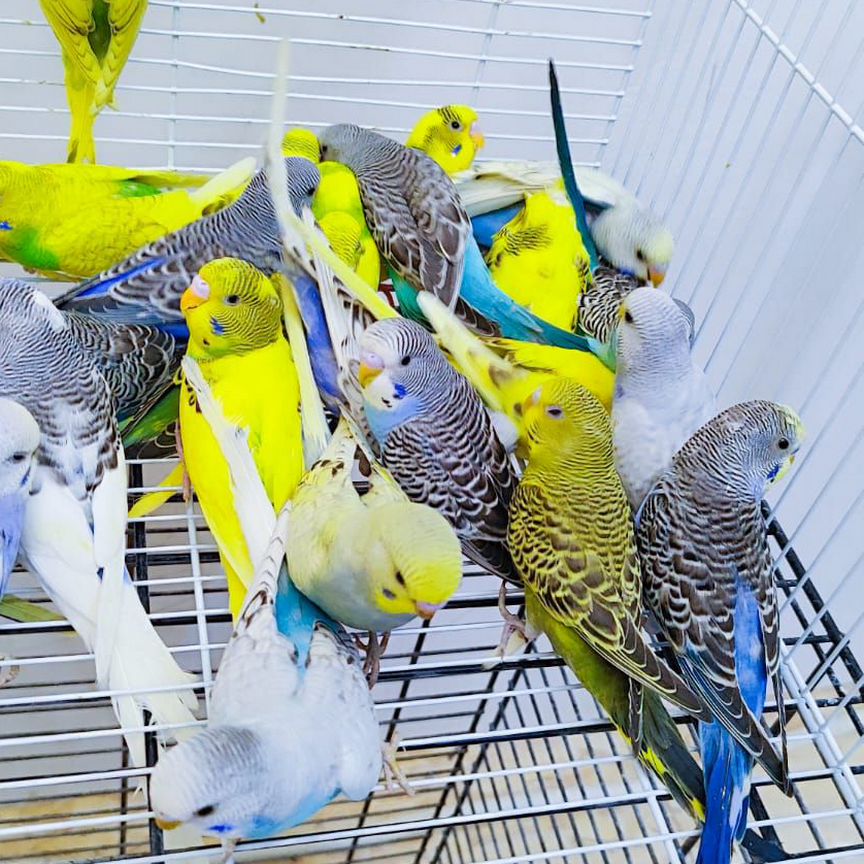 Птенцы волнистый попугай