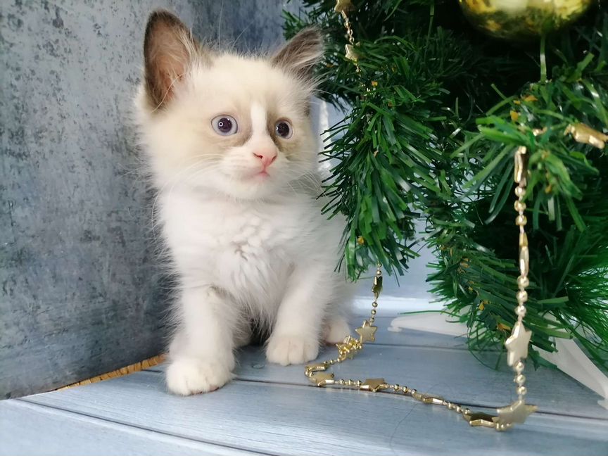 Мальчишки Рэгдолл