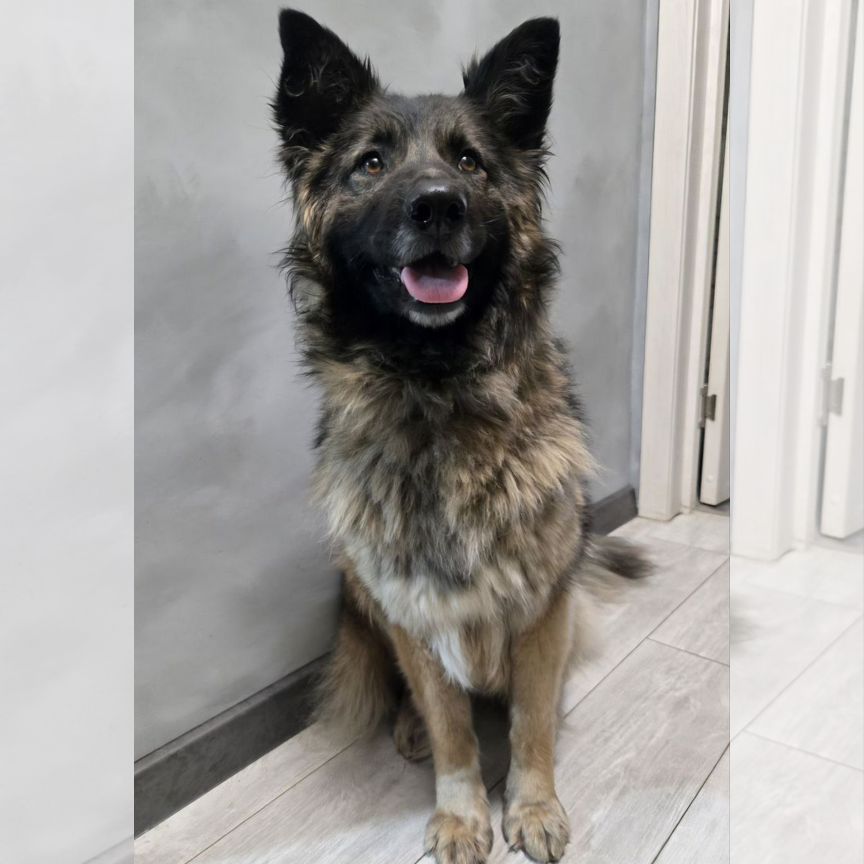 Взрослая собака от частного владельца