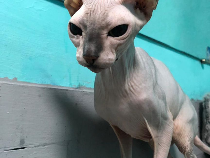 Донской сфинкс в добрые руки