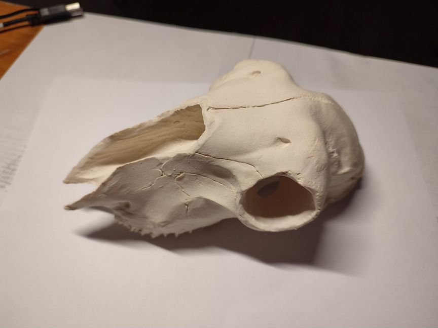 Череп из гипса