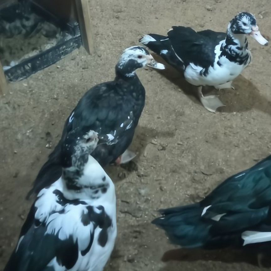 Утки и селещни мулард