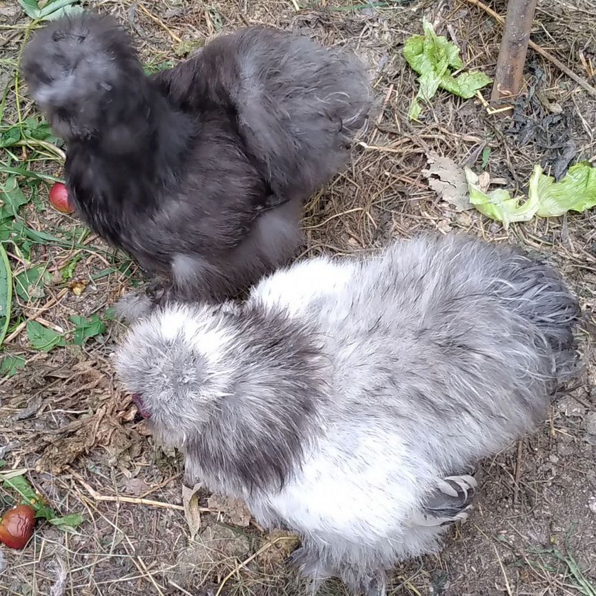 Курочки Китайские Шёлковые