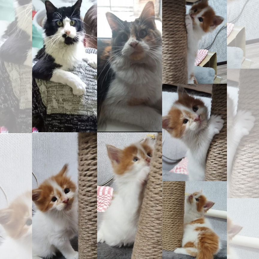 Котята мейн-кун