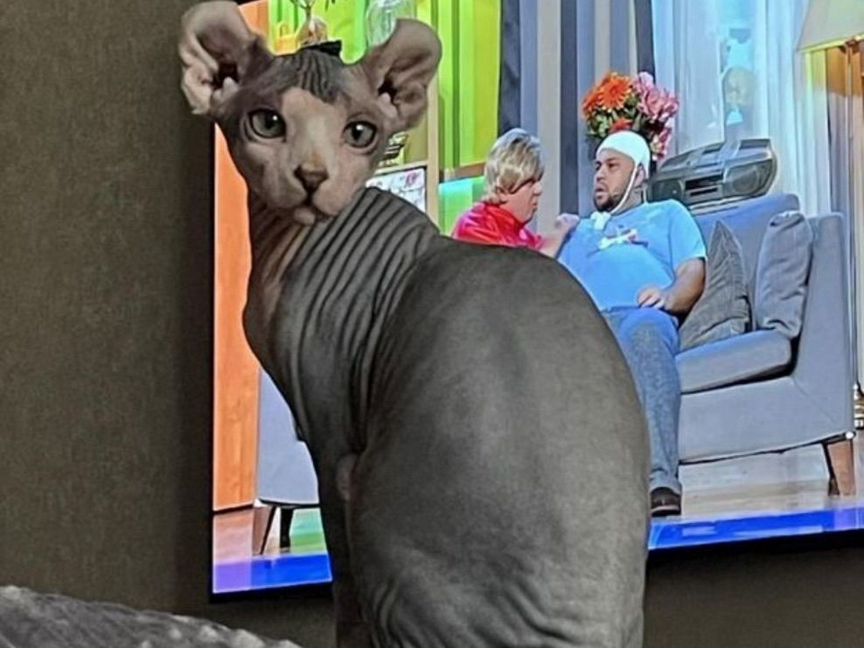 Котенок сфинкс-эльф