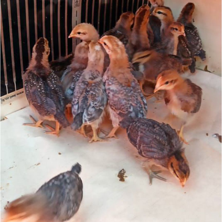 Цыплята подрощенные