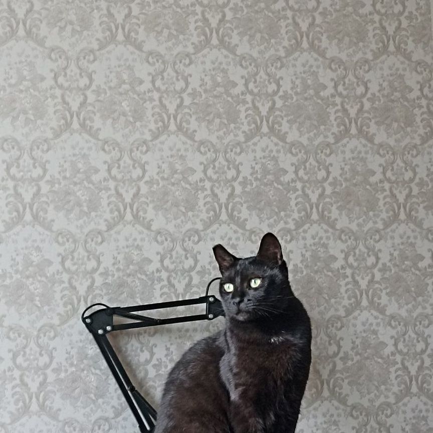 Кошка черная бесплатно