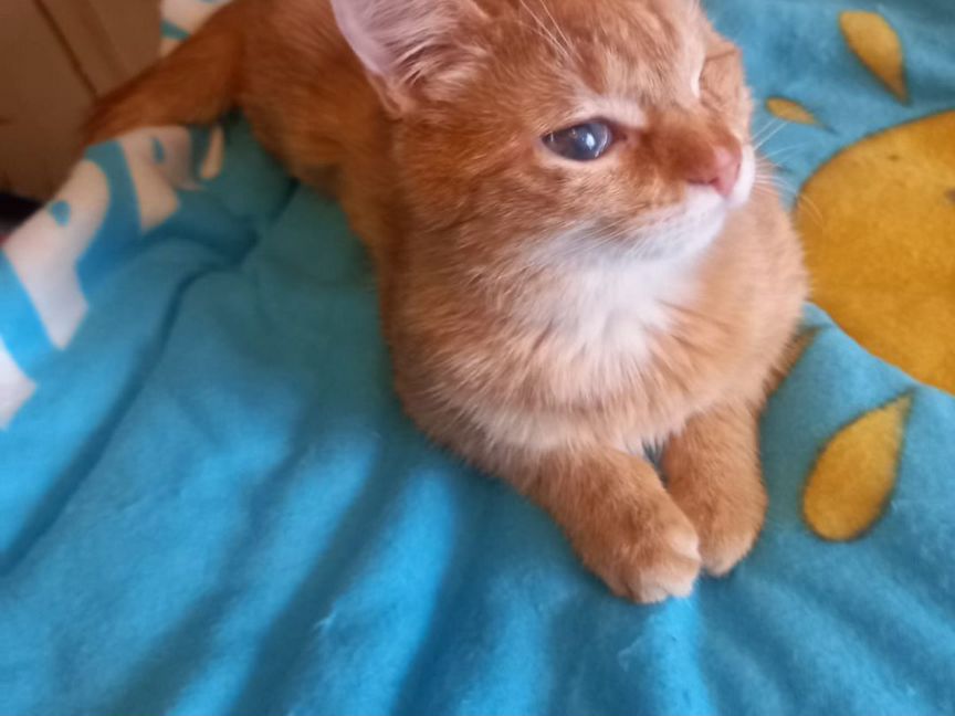 Котенок Яся в добрые руки