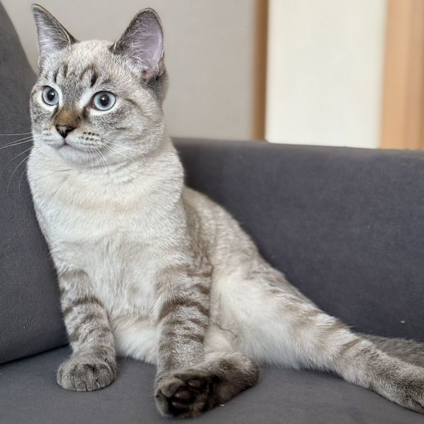 Котик в добрые руки