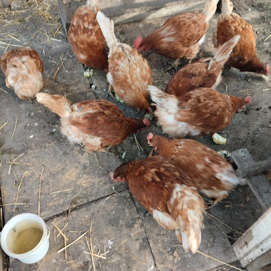 Куры несушки