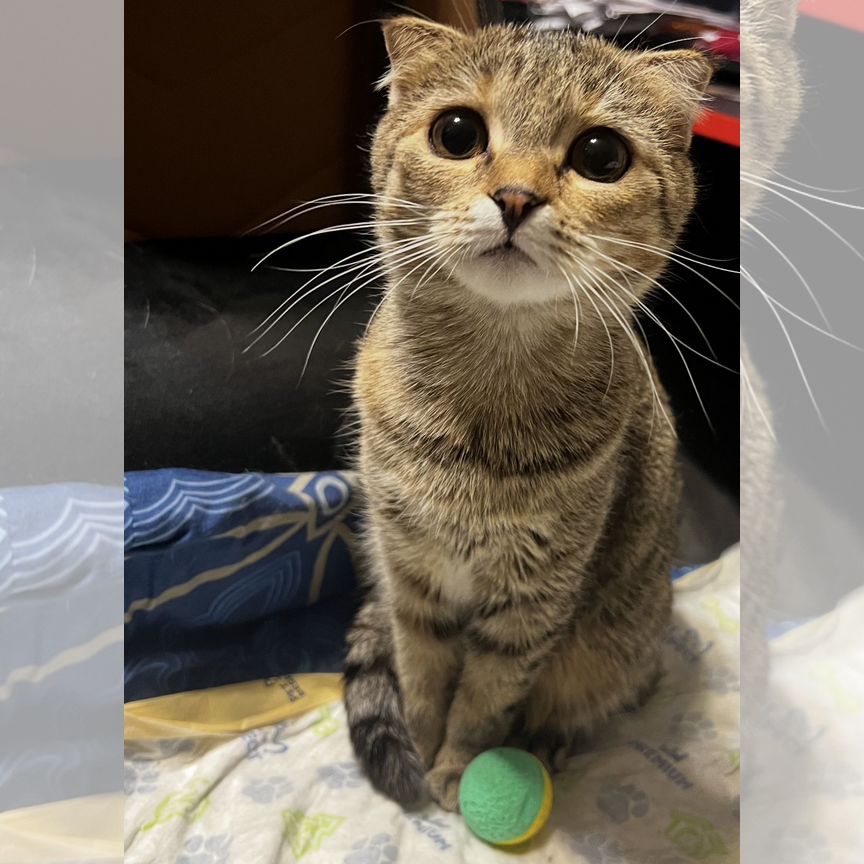 Взрослая, кошка в добрые руки