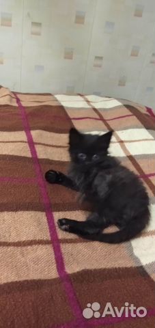 Обалденный кот