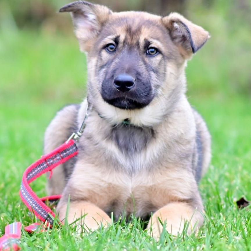 Щенок в добрые руки