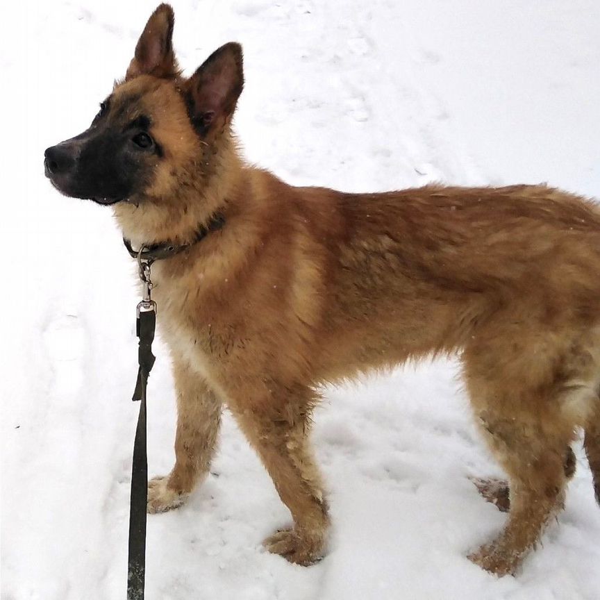 Отдам щенка мальчика