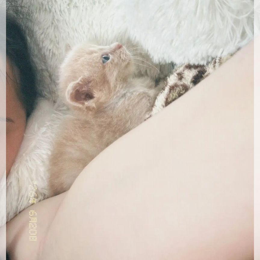 Котёнок в добрые руки