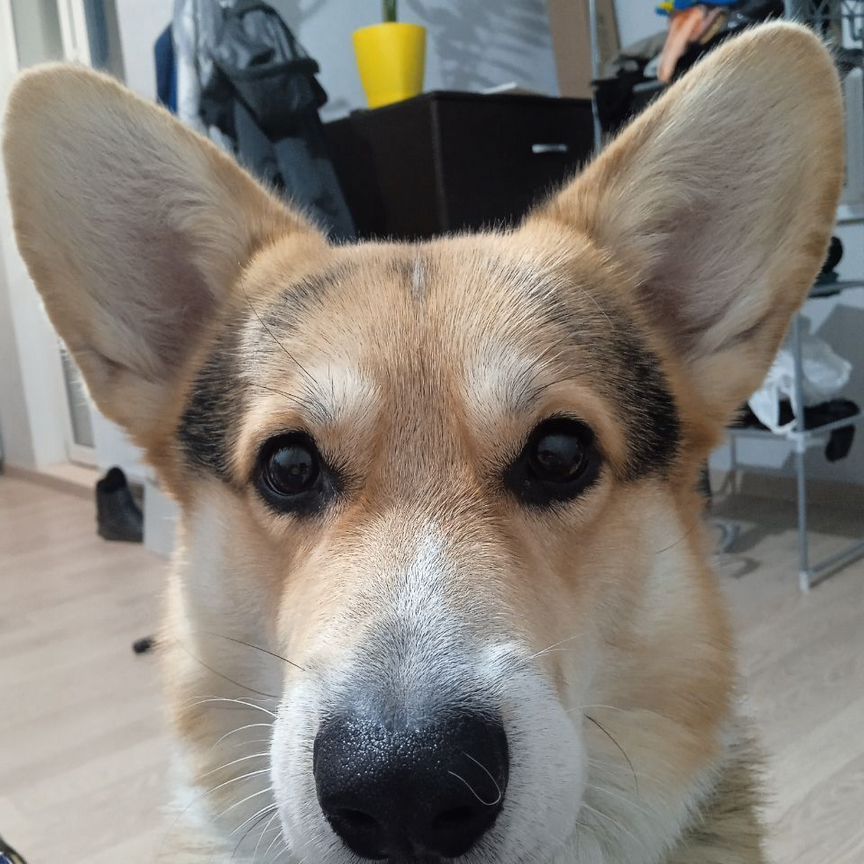 Корги на вязку мальчик